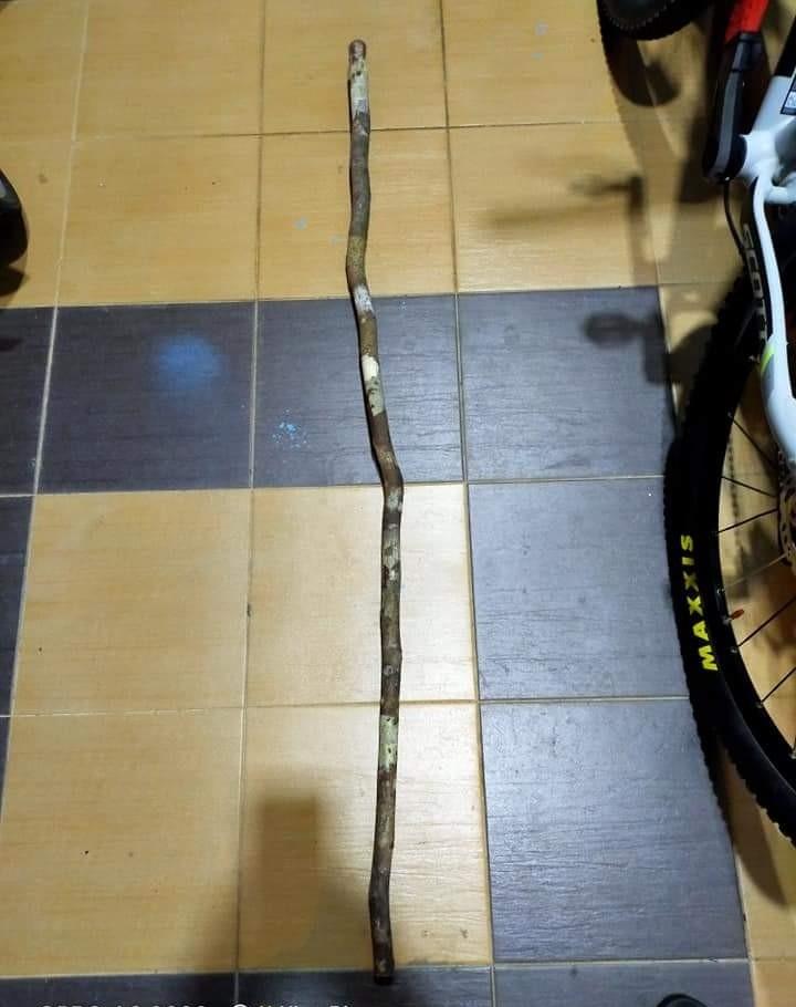 Tongkat Raja Kayu Putih, Everything Else, Others on Carousell