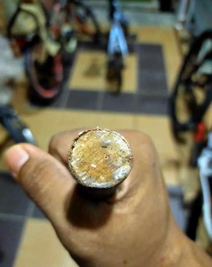 Tongkat Raja Kayu Putih, Everything Else, Others on Carousell