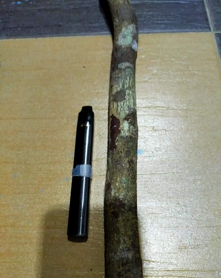 Tongkat Raja Kayu Putih, Everything Else, Others on Carousell