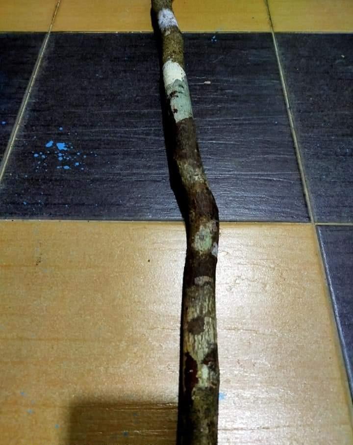 Tongkat Raja Kayu Putih, Everything Else, Others on Carousell