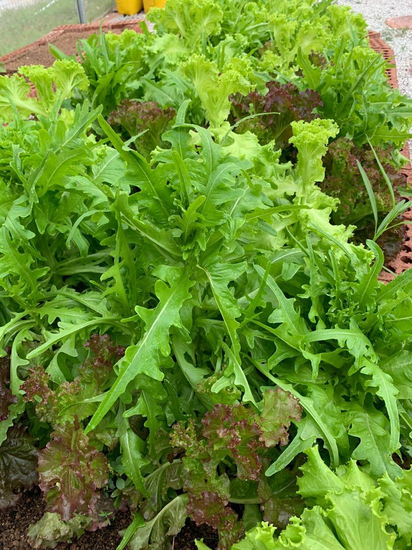 Fresh Kale, Lettuce Mix and Asian Leafy Greens, Food & Drinks, Local ...