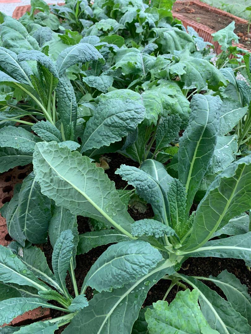 Fresh Kale, Lettuce Mix and Asian Leafy Greens, Food & Drinks, Local ...