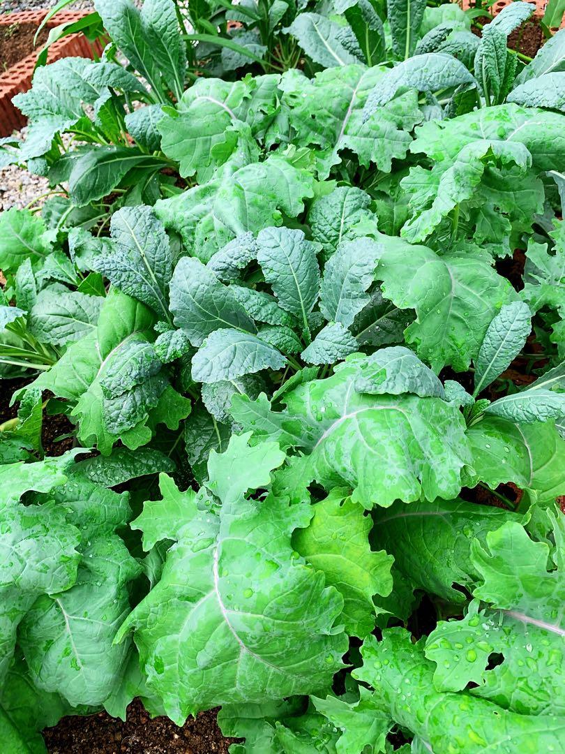 Fresh Kale, Lettuce Mix and Asian Leafy Greens, Food & Drinks, Local ...