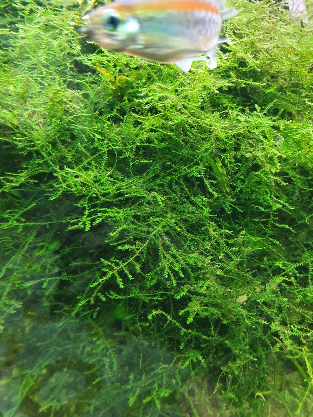 Taxiphyllum Taiwan moss, Furniture & Home Living, Gardening, Plants ...