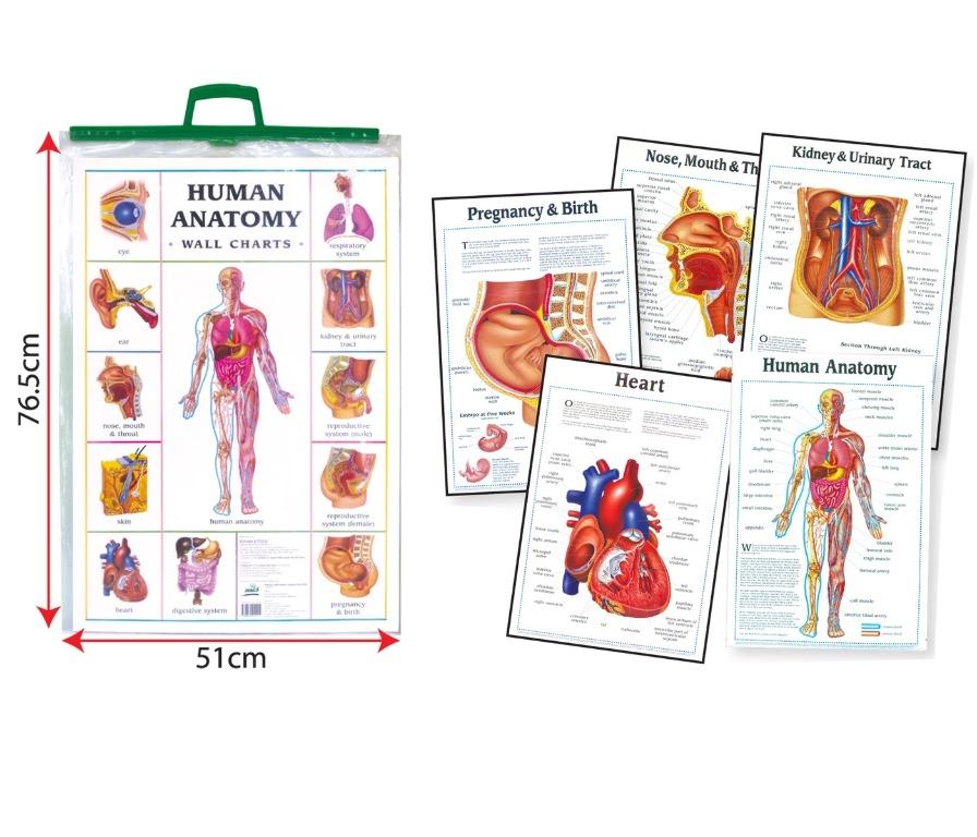 C- Charts Human Anatomy (BI), Everything Else, Others on Carousell