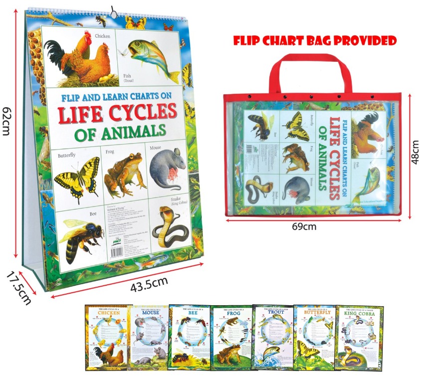 C- Life Cycle Of Animal Flip Charts, Everything Else, Others on Carousell