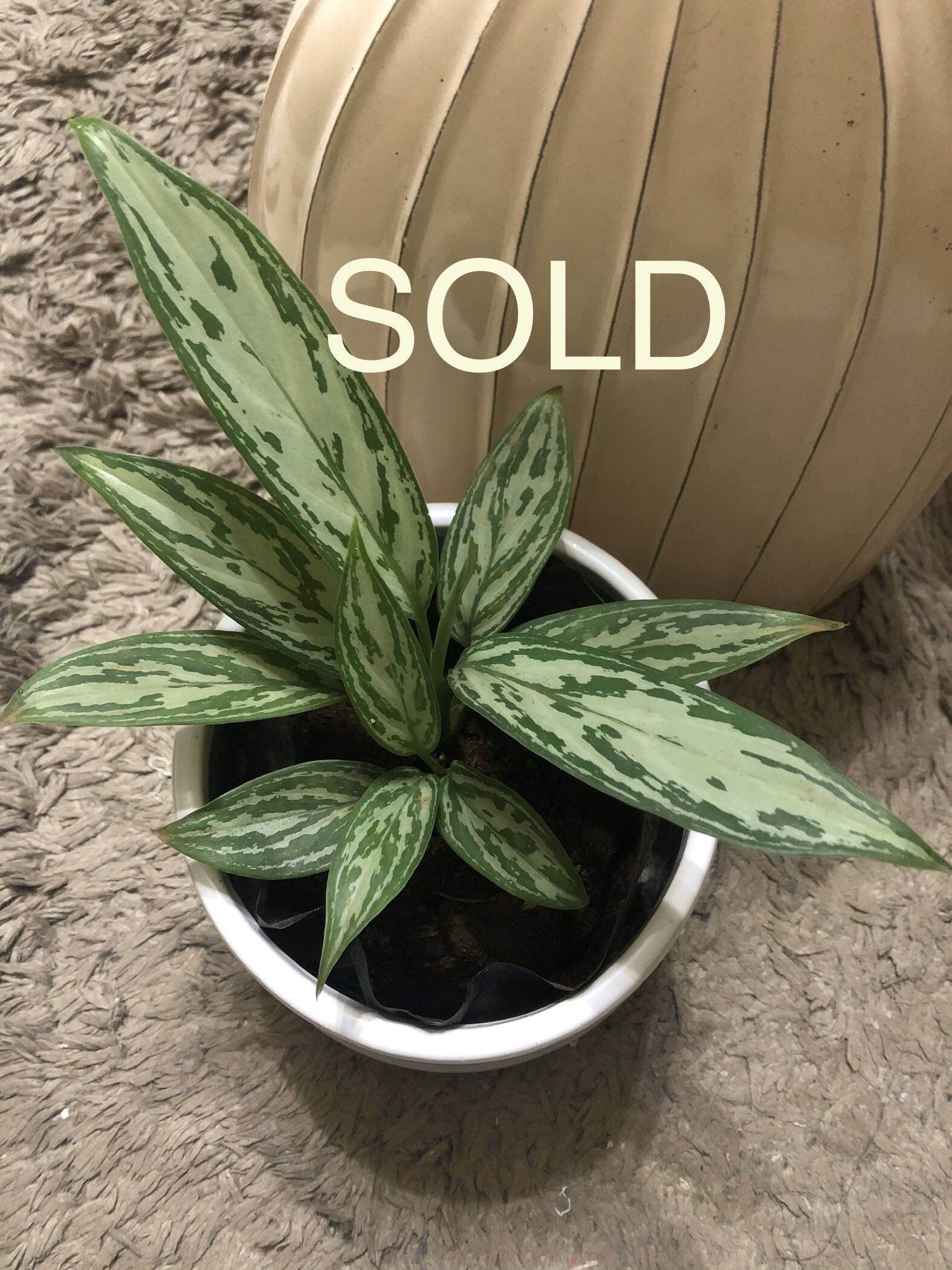 Aglaonema Silver Queen Chinese Evergreen Indoor Plant, Furniture & Home ...