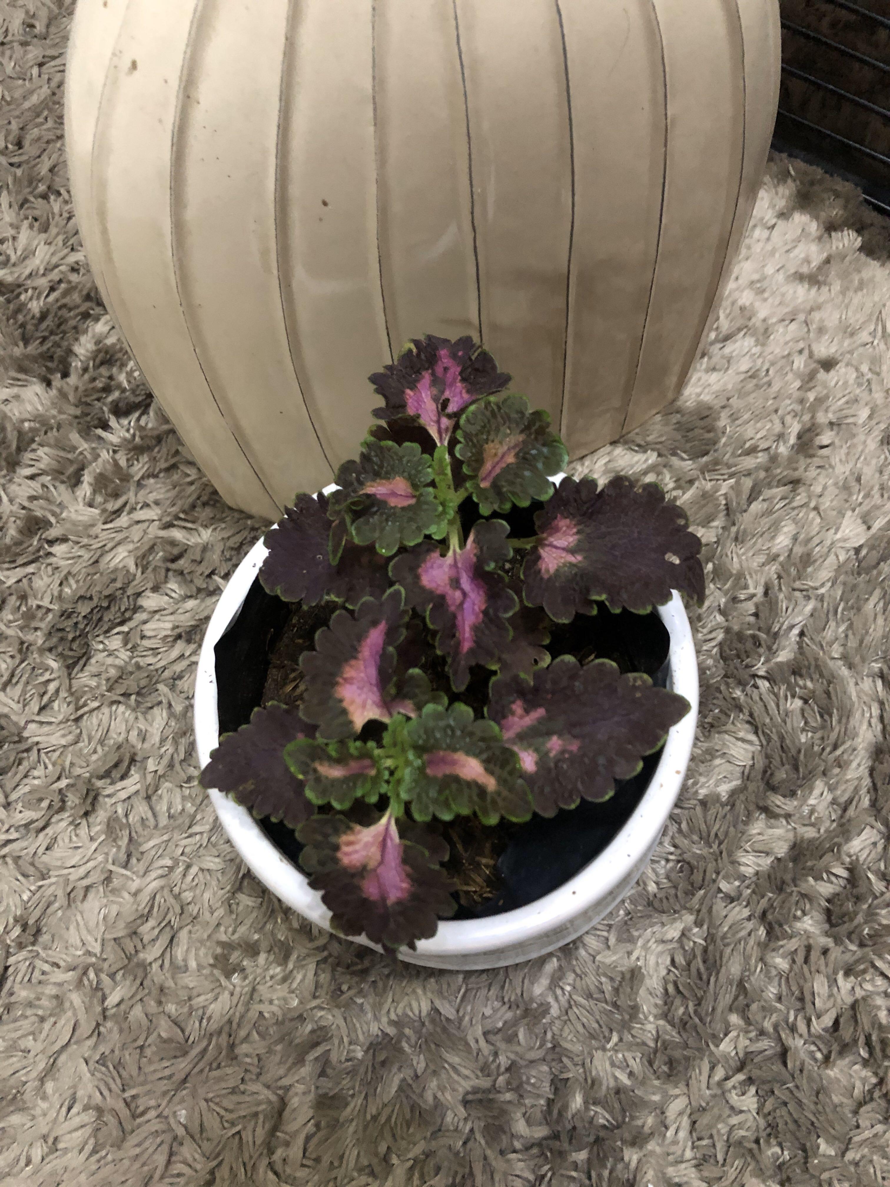 Purple & Pink Poodle Coleus/ Mayana Plant, Furniture & Home Living ...