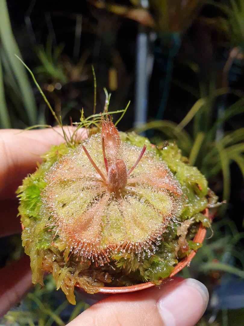 SG Venus Fly trap - Sundew, Gardening, Plants on Carousell