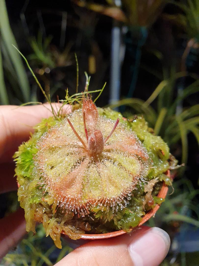 SG Venus Fly trap - Sundew, Gardening, Plants on Carousell