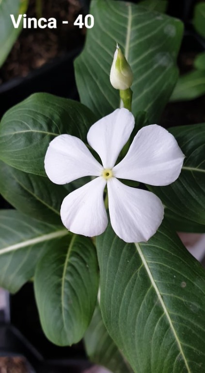 VINCA / CHICHIRICA / PERIWINKLE Plant, Furniture & Home Living ...