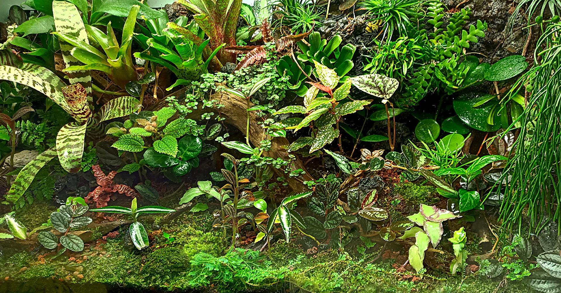Vivarium custom setup, Furniture & Home Living, Gardening, Plants ...