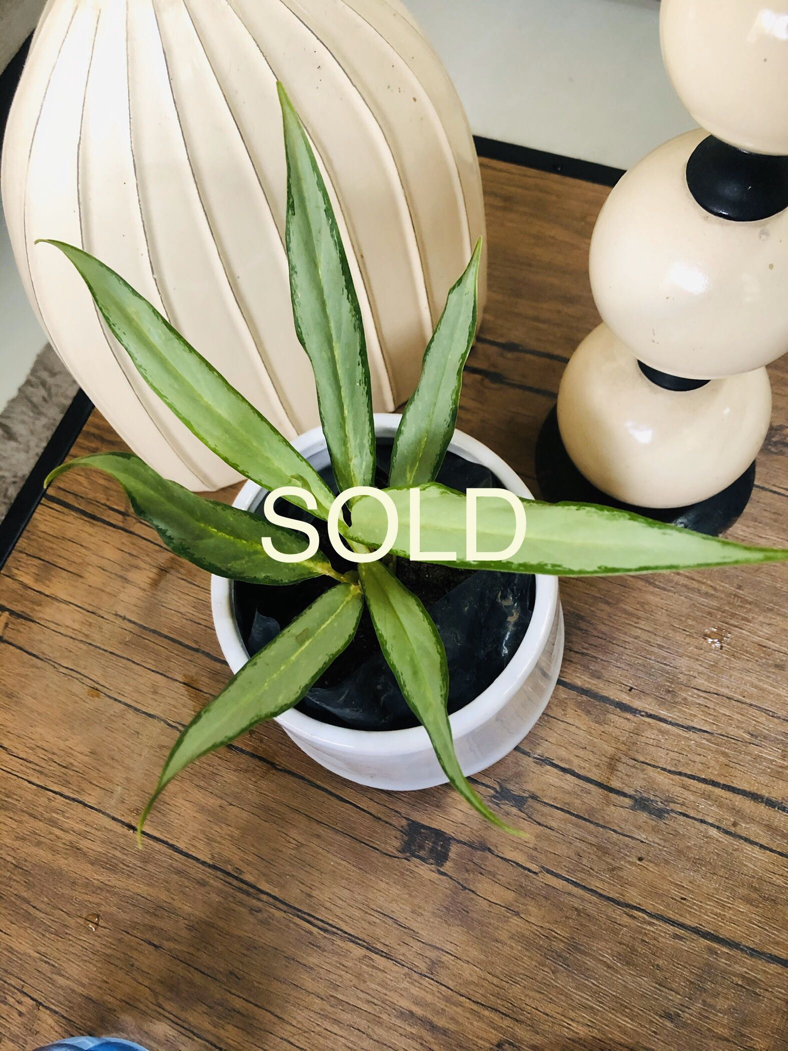 Aglaonema Cutlass Indoor Plant, Furniture & Home Living, Gardening ...