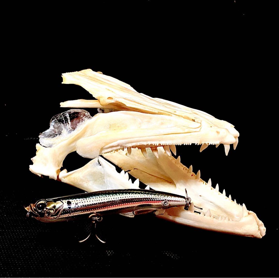baracuda skull