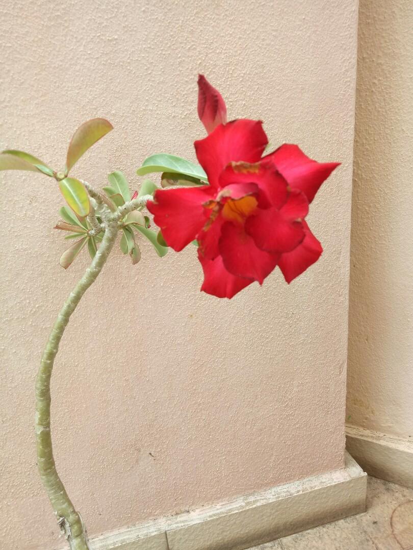 Pokok kemboja bunga merah 3 lapis, Furniture & Home Living, Gardening ...