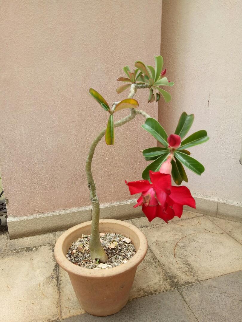 Pokok kemboja bunga merah 3 lapis, Furniture & Home Living, Gardening ...