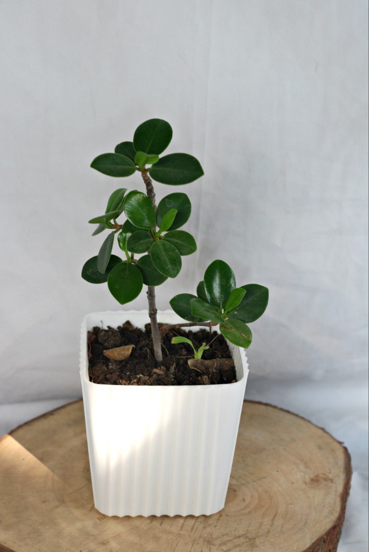 Ficus Nana, Furniture & Home Living, Gardening, Plants & Seeds on Carousell