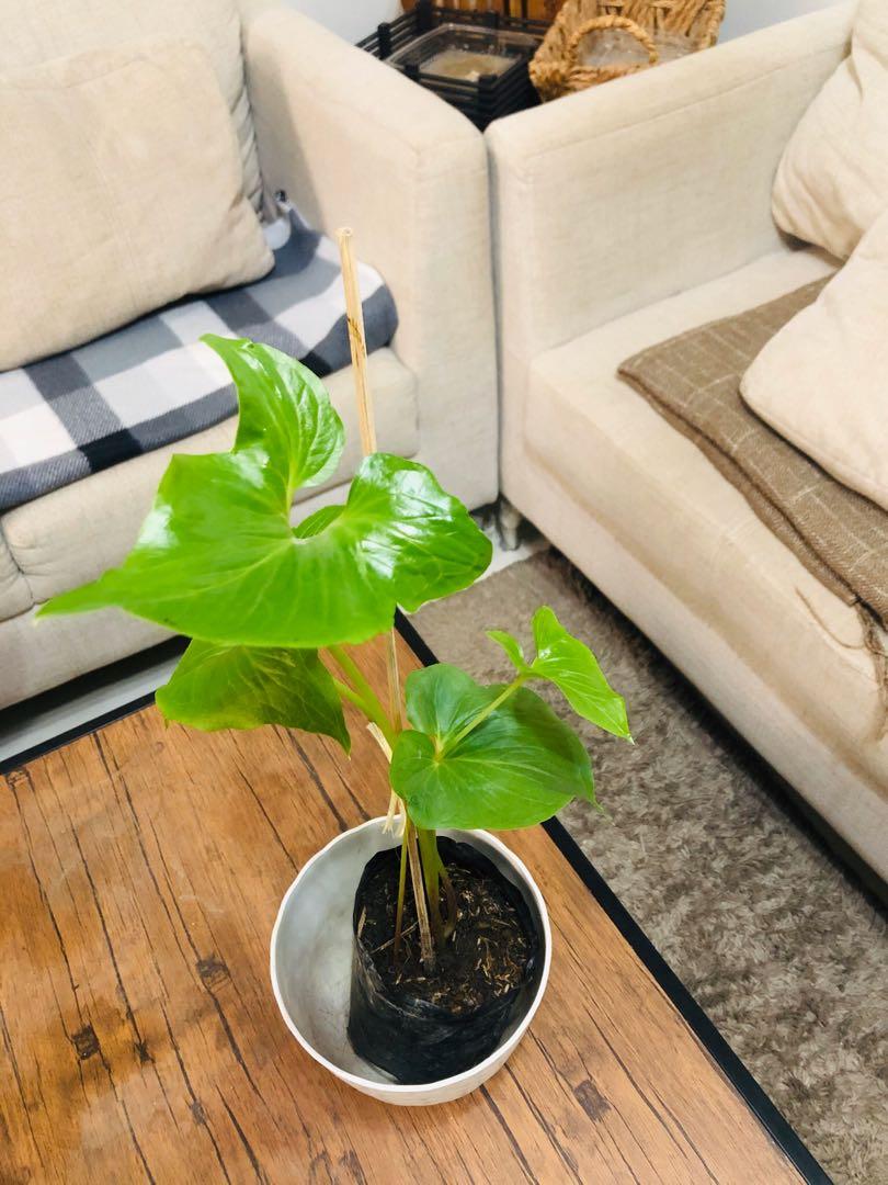 Mickey Mouse Arum- Typhonium Trilobatum, Furniture & Home Living ...