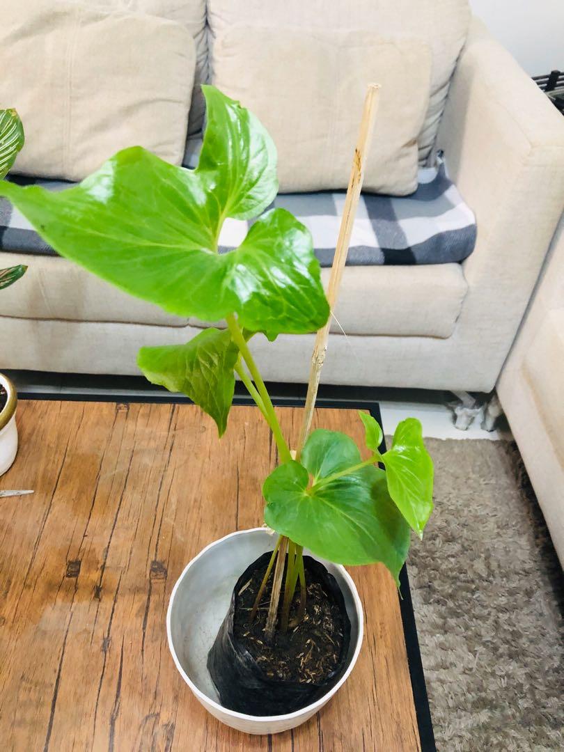 Mickey Mouse Arum- Typhonium Trilobatum, Furniture & Home Living ...