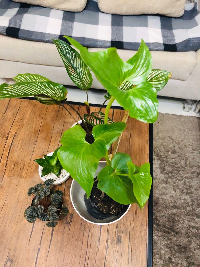 Mickey Mouse Arum- Typhonium Trilobatum, Furniture & Home Living ...