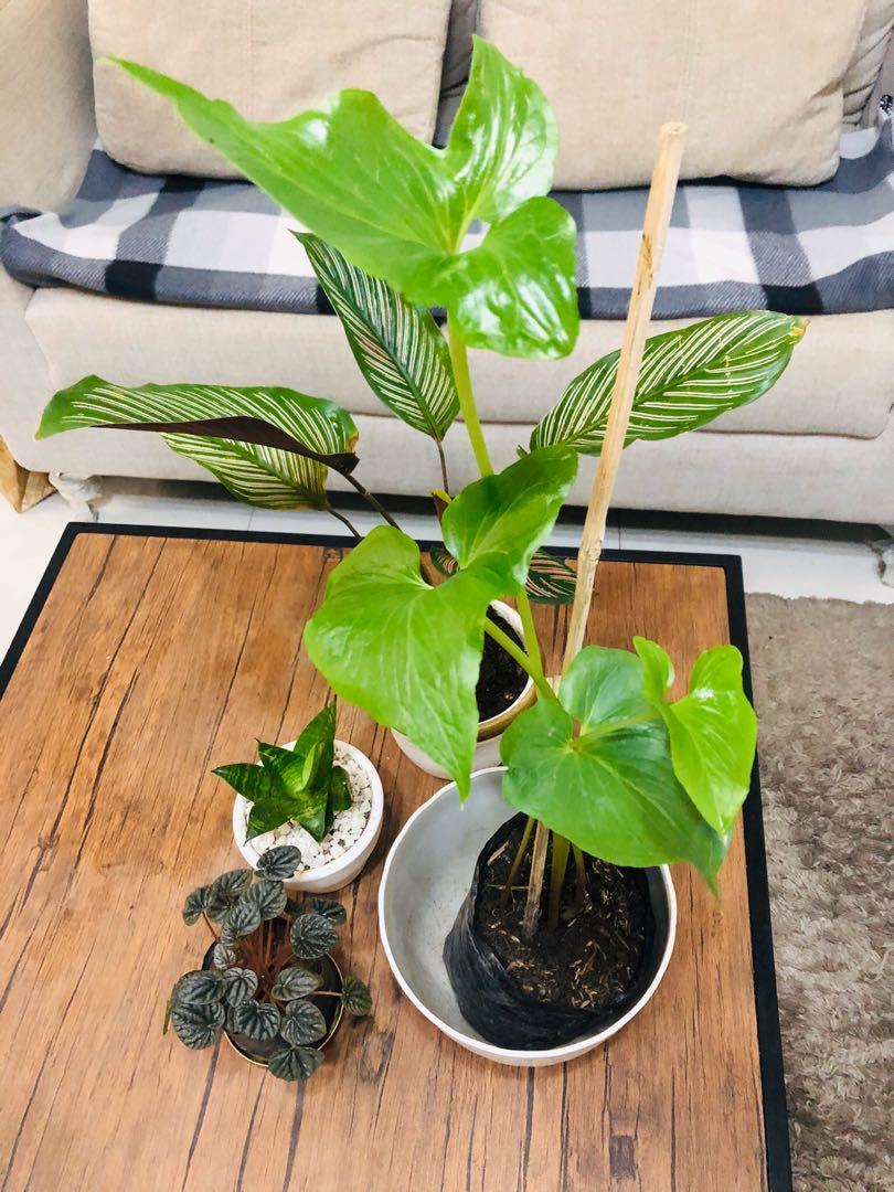 Mickey Mouse Arum- Typhonium Trilobatum, Furniture & Home Living ...