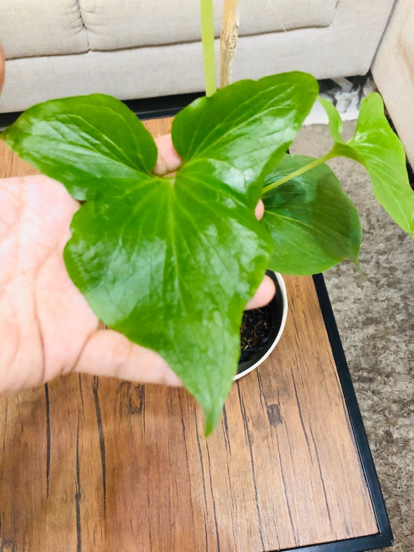 Mickey Mouse Arum- Typhonium Trilobatum, Furniture & Home Living ...