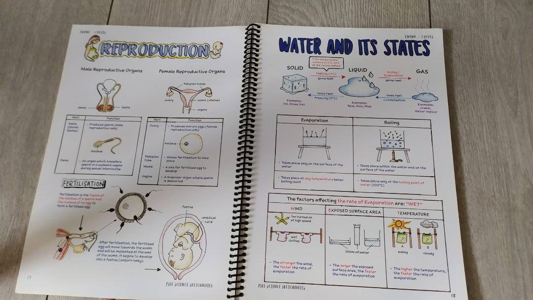 P6 PSLE science sketchnotes, Hobbies & Toys, Books & Magazines ...