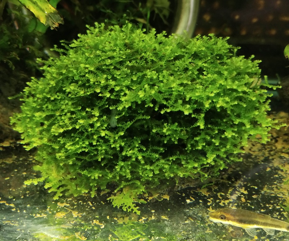 Rare Crystal moss on rock, Furniture & Home Living, Gardening, Plants ...