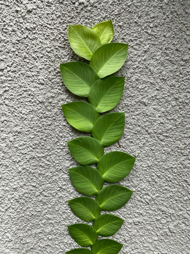 Rhaphidophora Hayi (shingle vine), Furniture & Home Living, Gardening ...