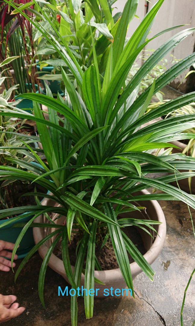 Pandan tagalog plant from mother stem super fragrant, Furniture & Home ...