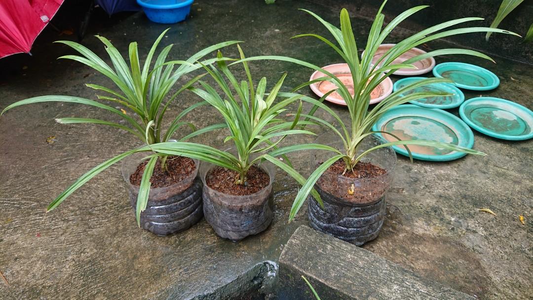 Pandan tagalog plant from mother stem super fragrant, Furniture & Home ...