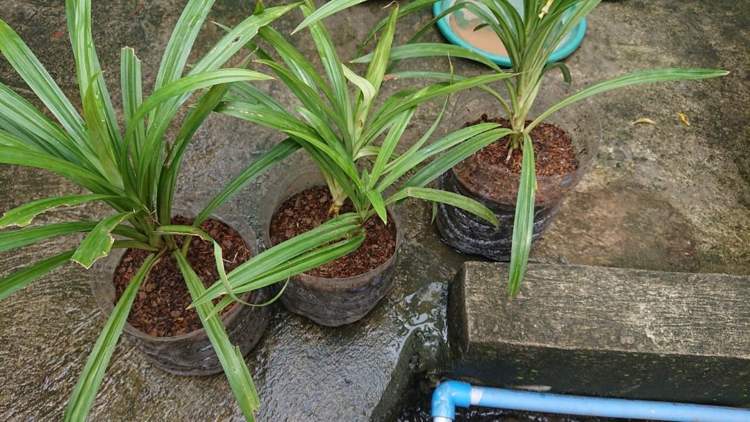Pandan tagalog plant from mother stem super fragrant, Furniture & Home ...