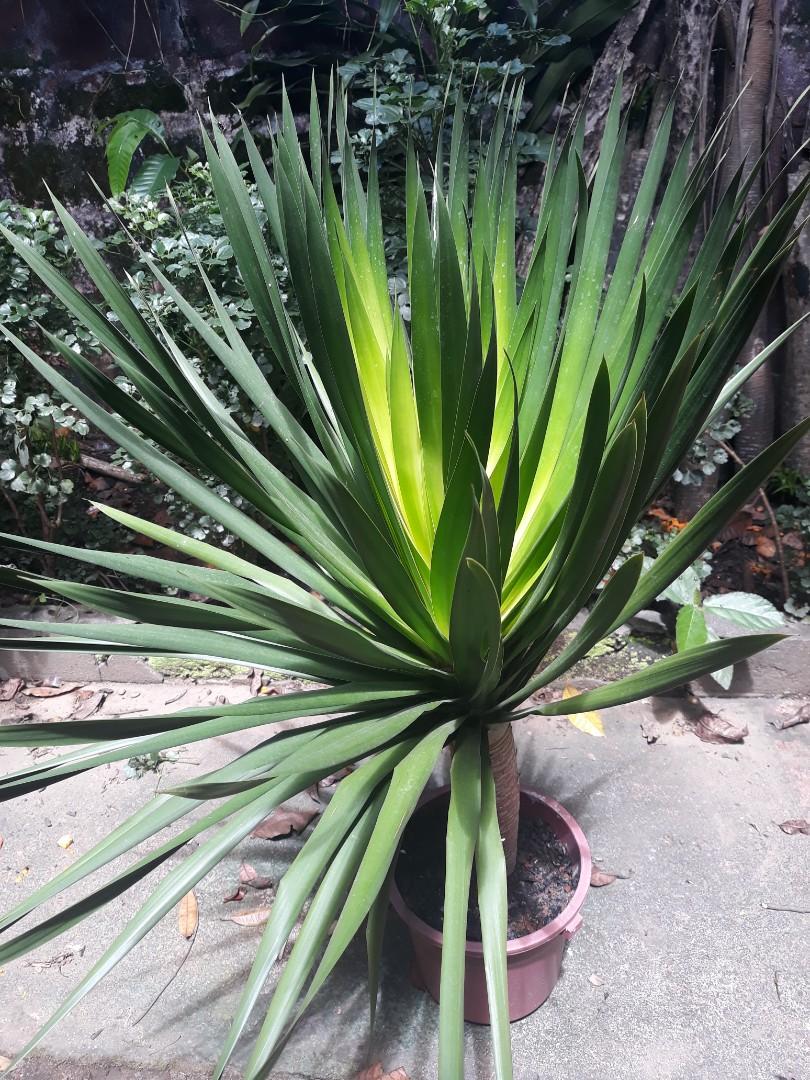 Yucca tree, Furniture & Home Living, Gardening, Plants & Seeds on Carousell