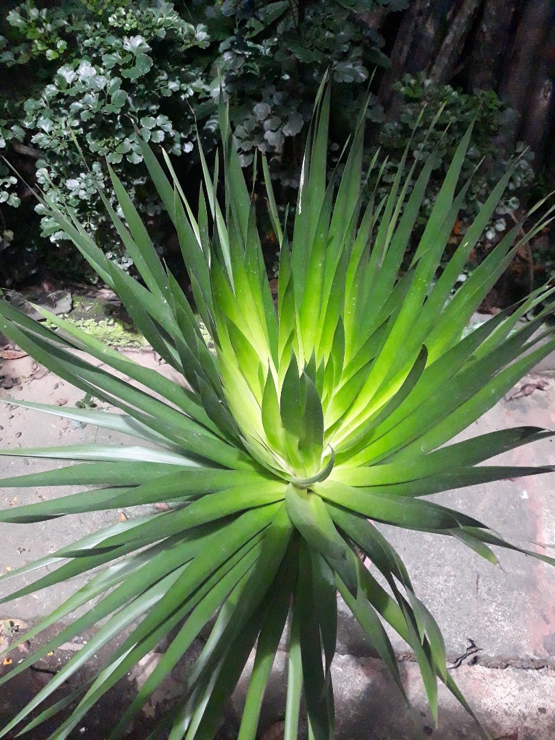Yucca tree, Furniture & Home Living, Gardening, Plants & Seeds on Carousell