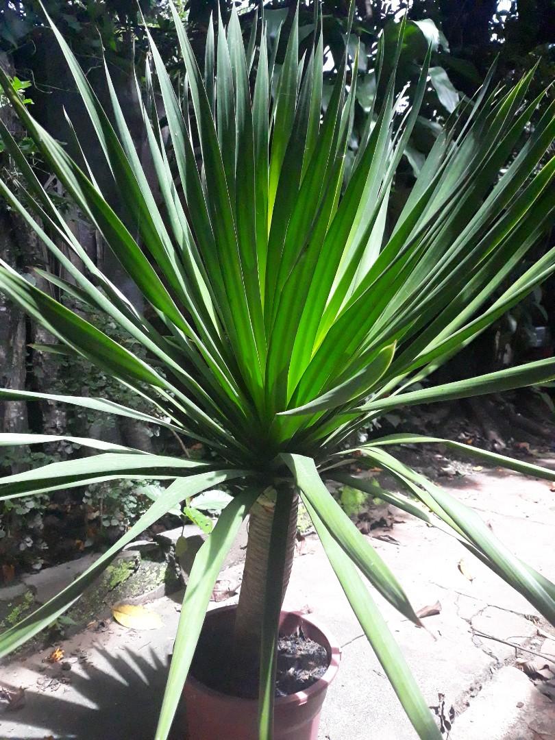 Yucca tree, Furniture & Home Living, Gardening, Plants & Seeds on Carousell