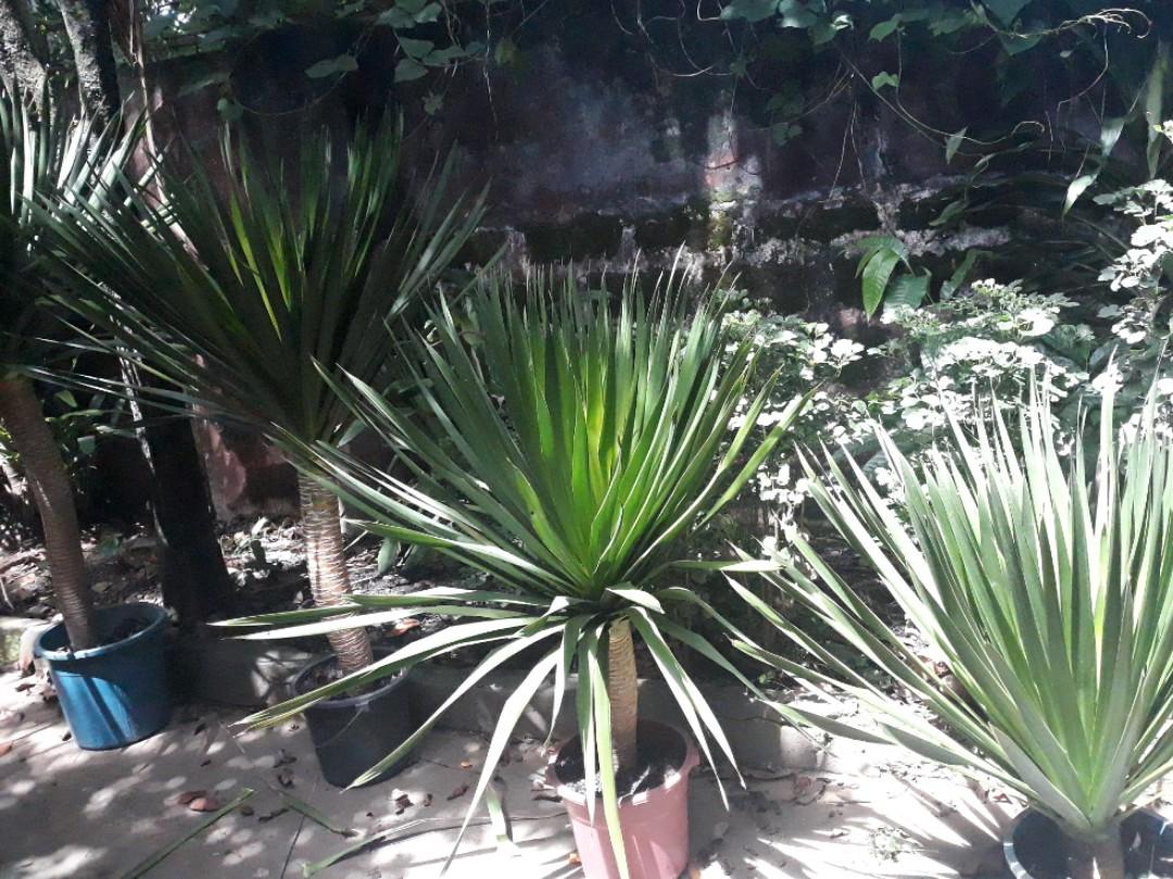 Yucca tree, Furniture & Home Living, Gardening, Plants & Seeds on Carousell