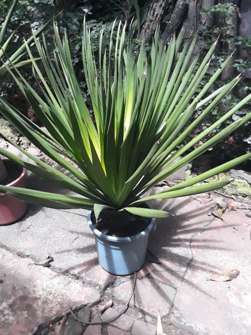 Yucca tree, Furniture & Home Living, Gardening, Plants & Seeds on Carousell