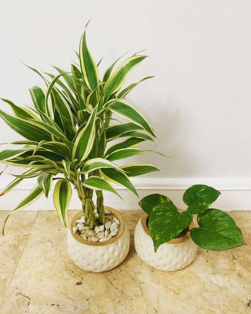 Chinese Bamboo and Golden Pothos Bundle, Furniture & Home Living ...