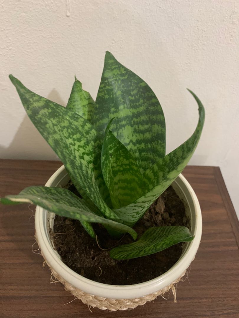 Dwarf Snake Plant, Furniture & Home Living, Gardening, Plants & Seeds ...