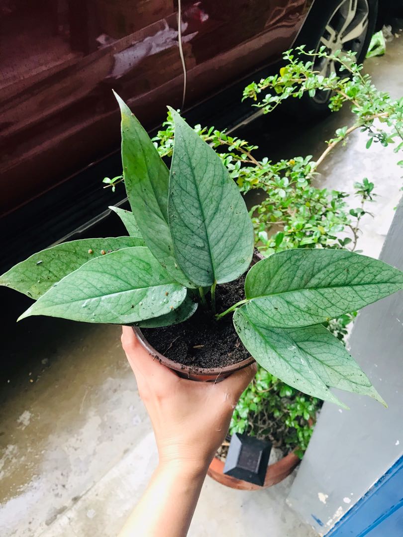 Rare Cebu blue, Furniture & Home Living, Gardening, Plants & Seeds on ...