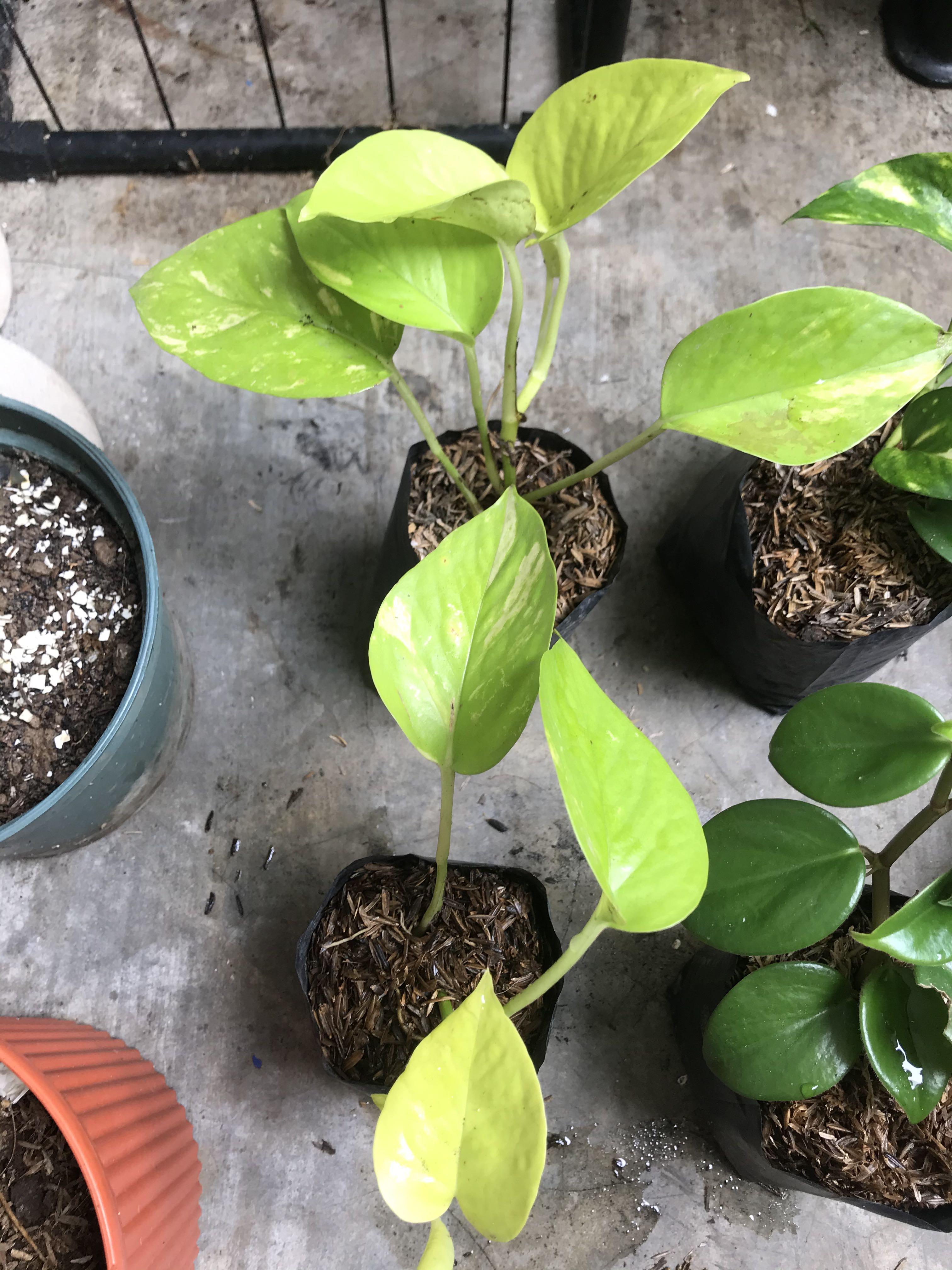 Trailing Golden pothos, Neon pothos, Peperomia 100/each, Furniture ...