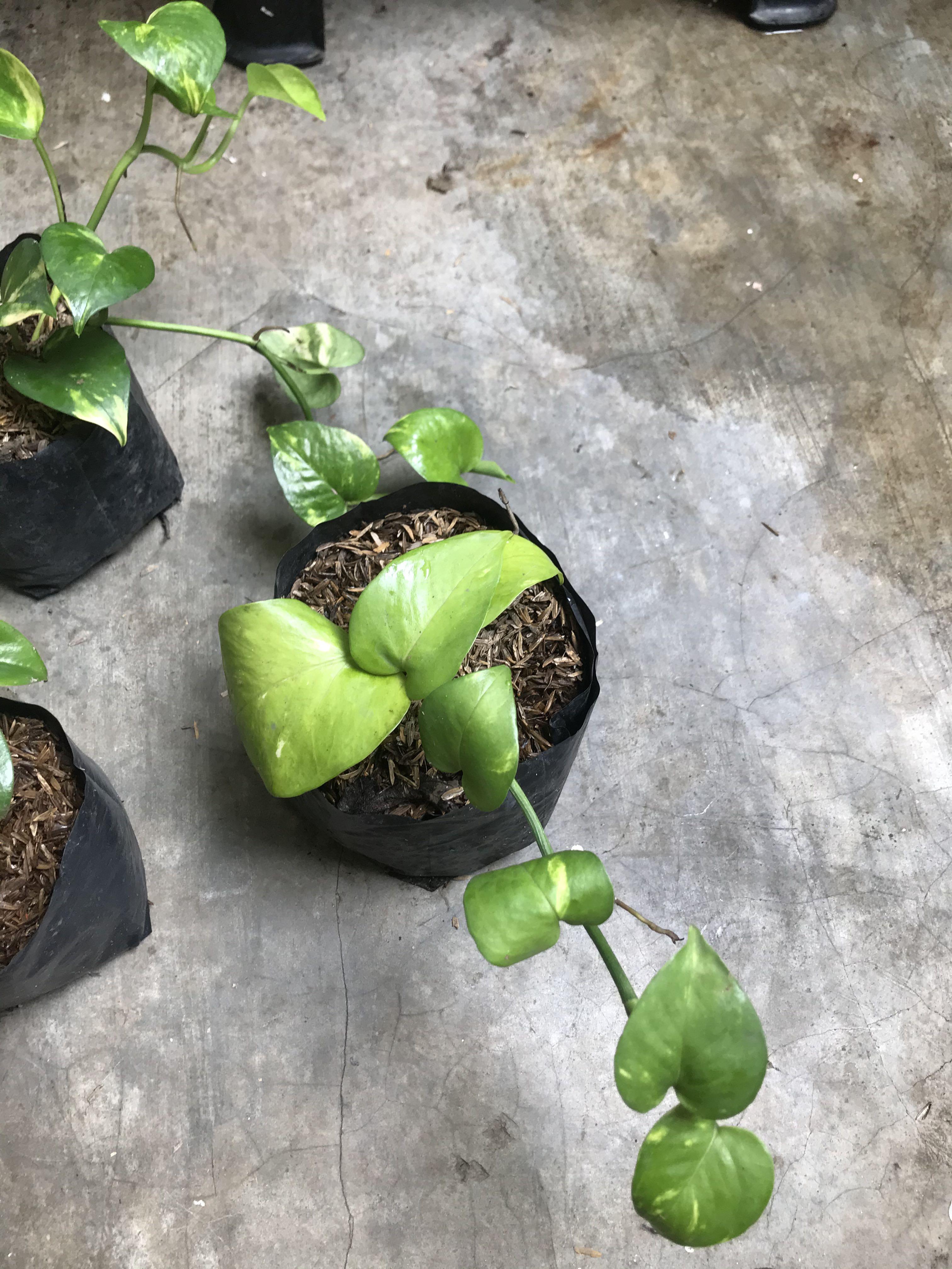 Trailing Golden pothos, Neon pothos, Peperomia 100/each, Furniture ...
