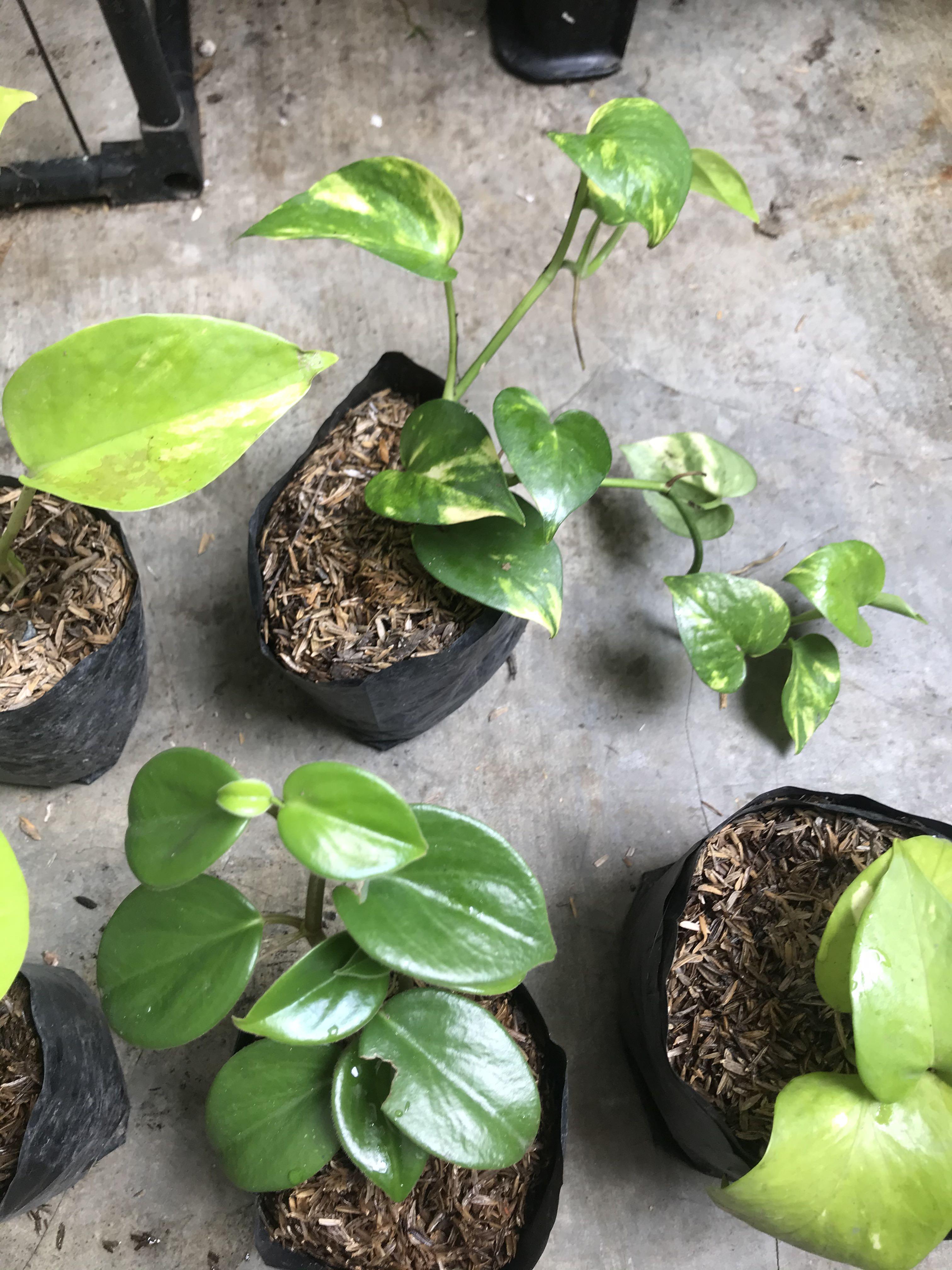 Trailing Golden pothos, Neon pothos, Peperomia 100/each, Furniture ...