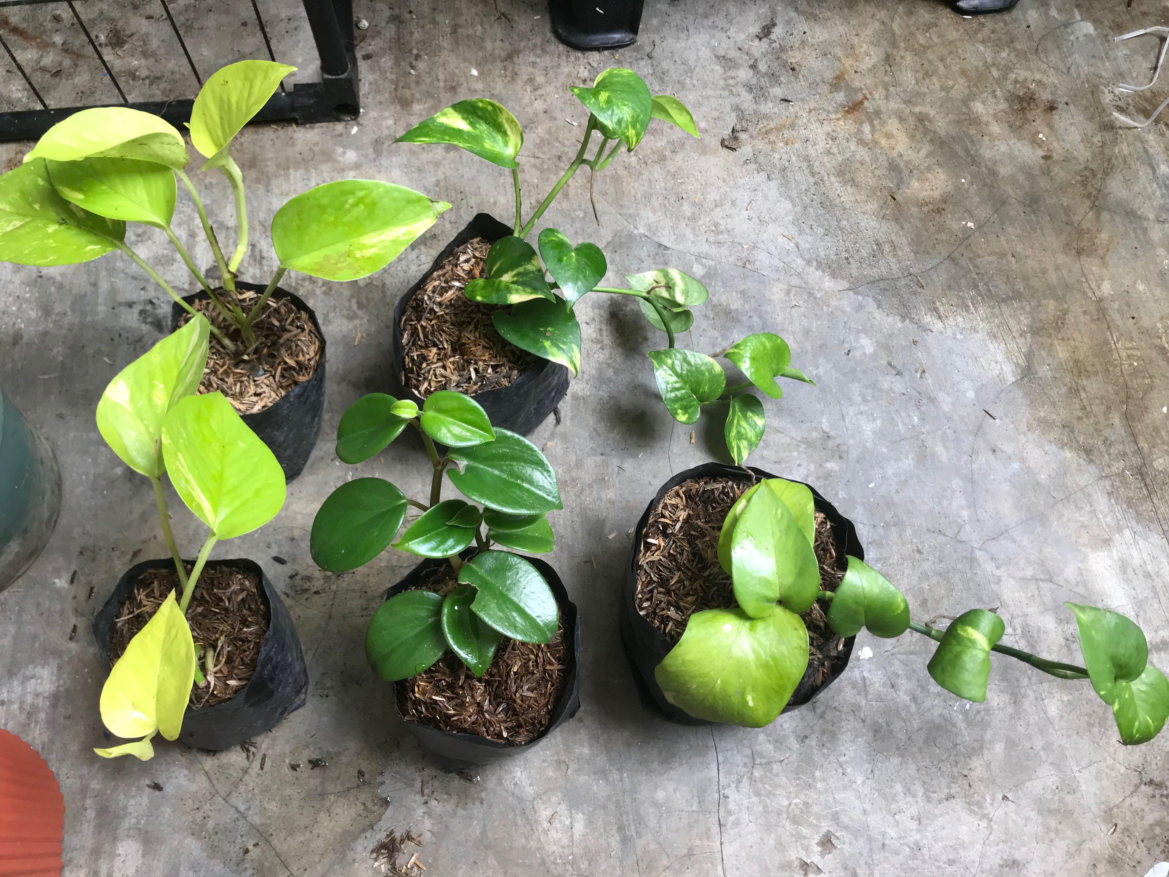 Trailing Golden pothos, Neon pothos, Peperomia 100/each, Furniture ...