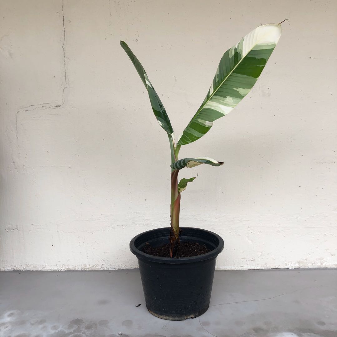 Varigated Banana aka Musa Florida, Furniture & Home Living, Gardening ...
