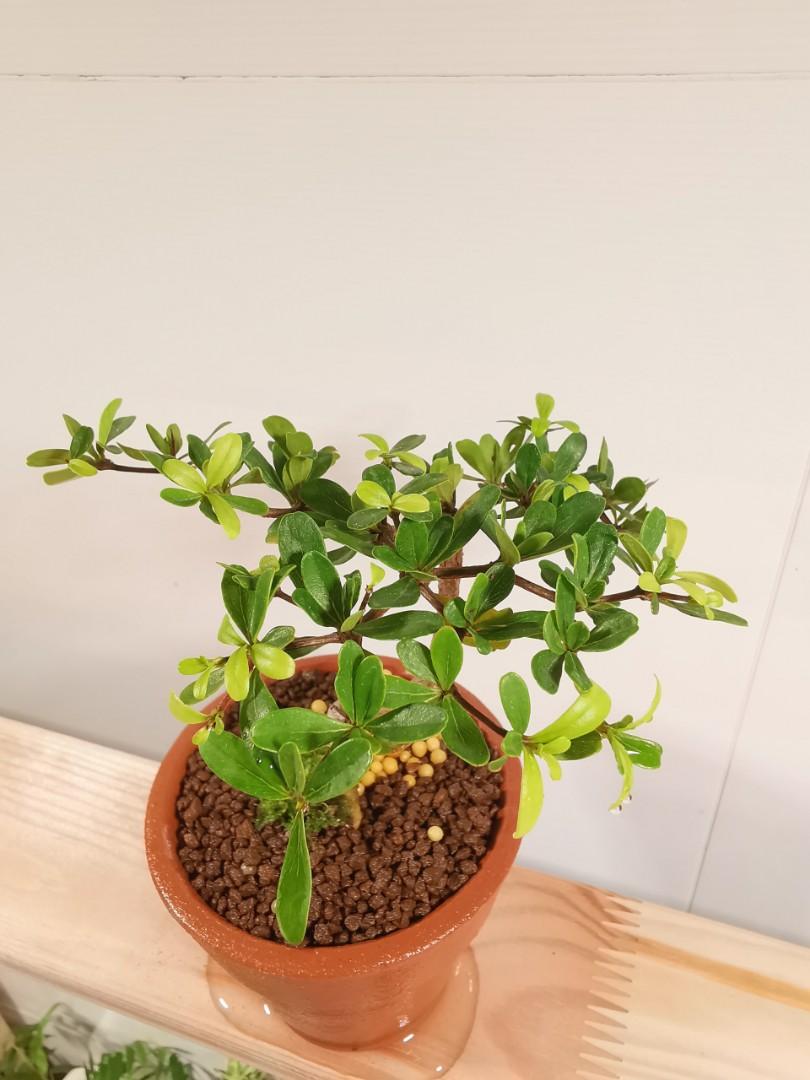 dwarf geometry tree bonsai (terminalia molinetti), Gardening, Plants on ...