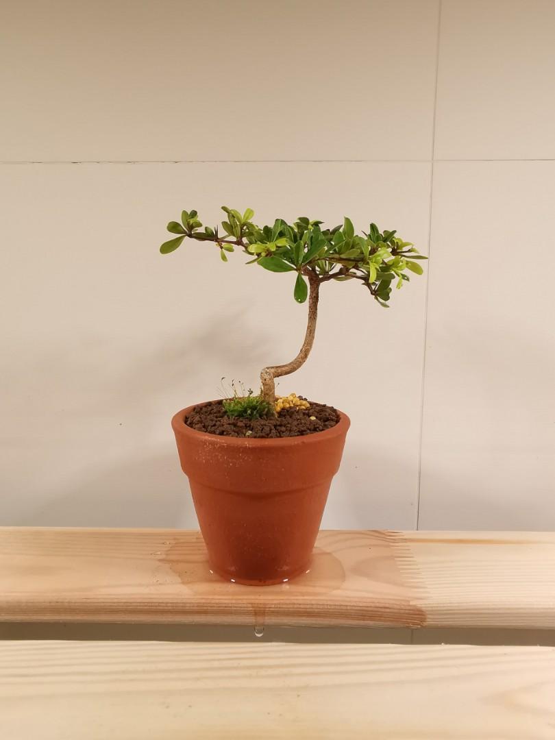 dwarf geometry tree bonsai (terminalia molinetti), Gardening, Plants on ...