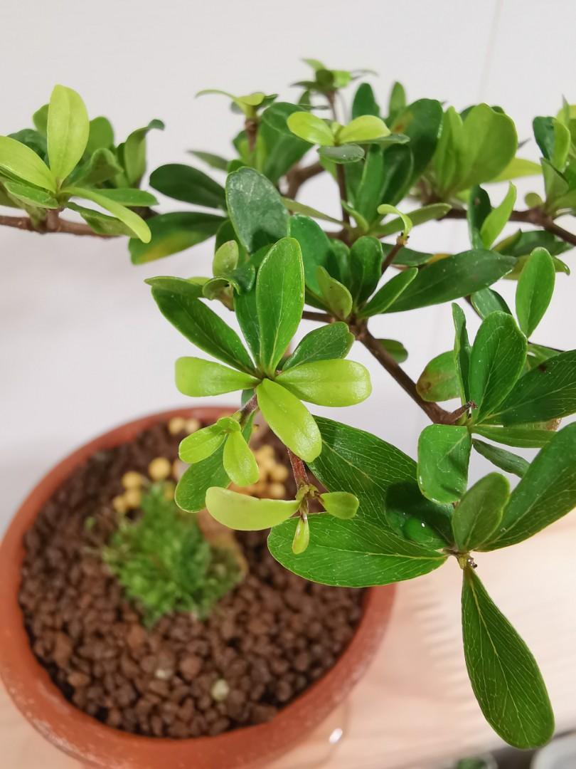 dwarf geometry tree bonsai (terminalia molinetti), Gardening, Plants on ...