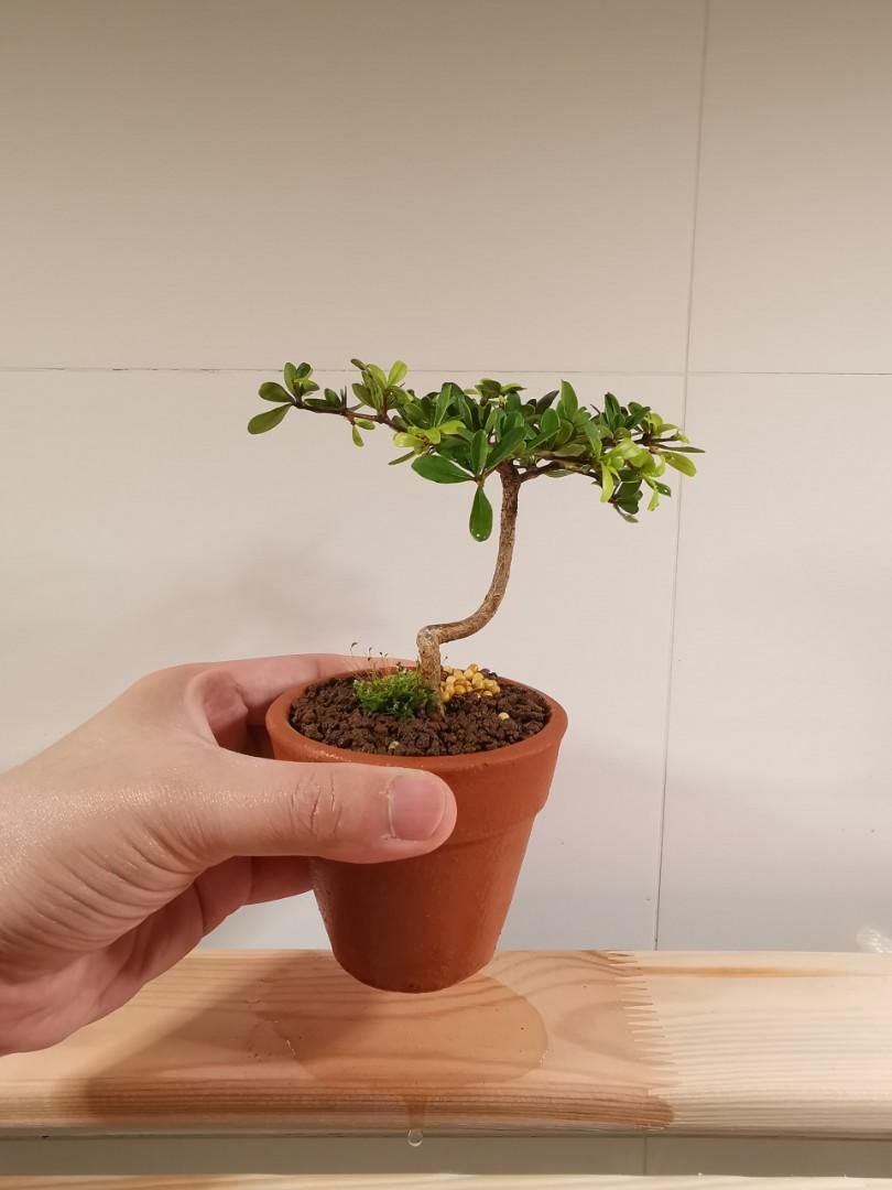 dwarf geometry tree bonsai (terminalia molinetti), Gardening, Plants on ...