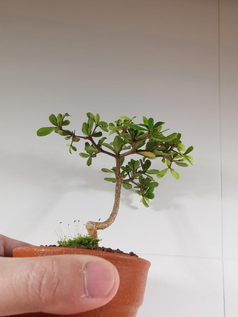 dwarf geometry tree bonsai (terminalia molinetti), Gardening, Plants on ...